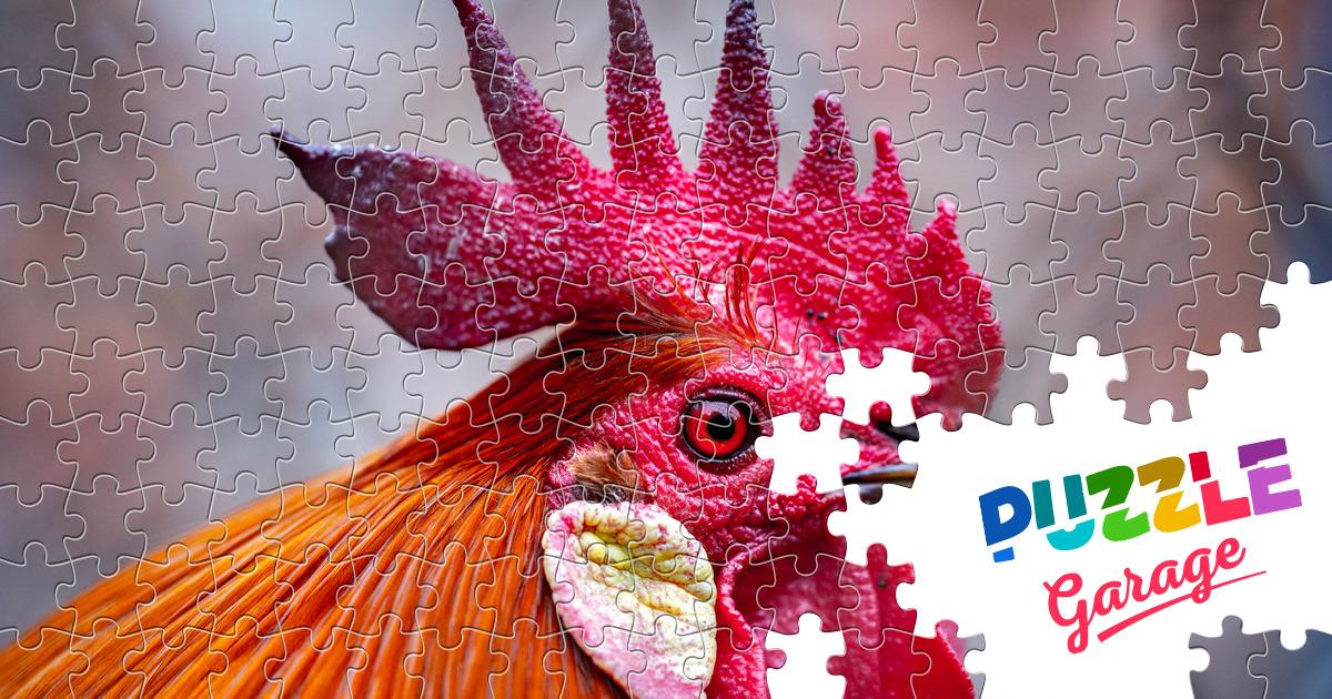 Rooster portrait Jigsaw Puzzle (Animals, Birds) | Puzzle Garage