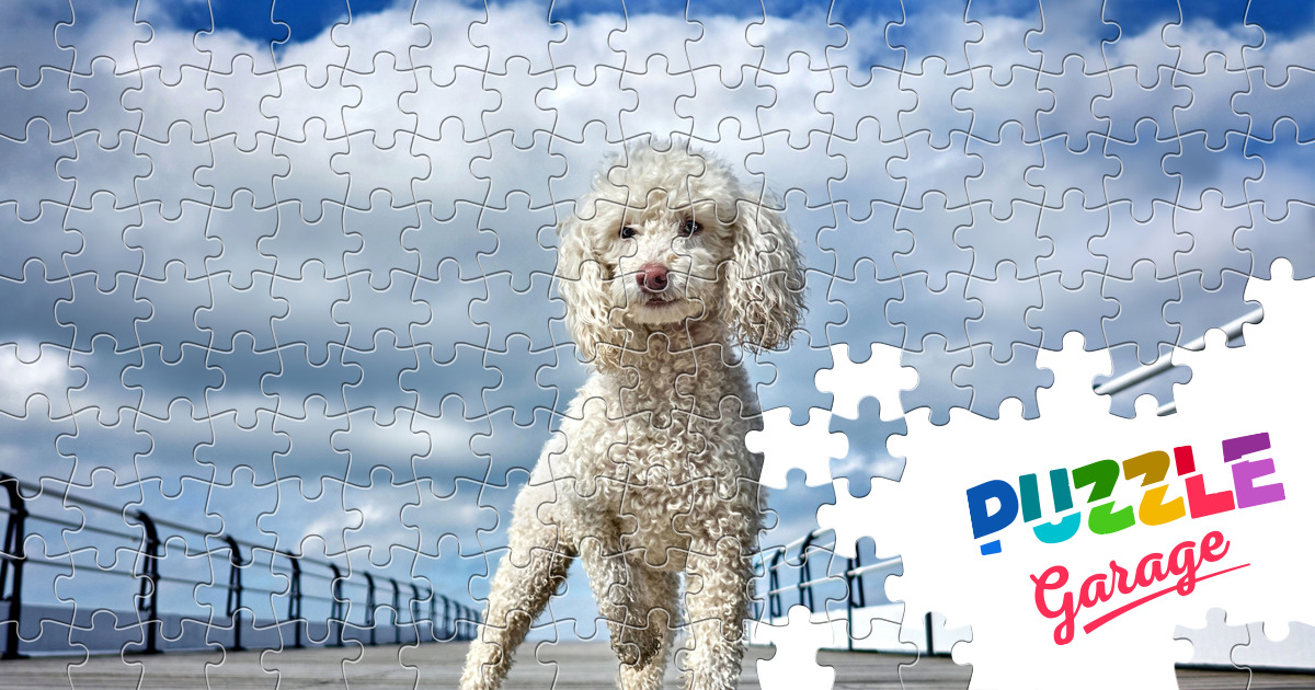 Toy poodle on the pier Jigsaw Puzzle (Animals, Pets) | Puzzle Garage