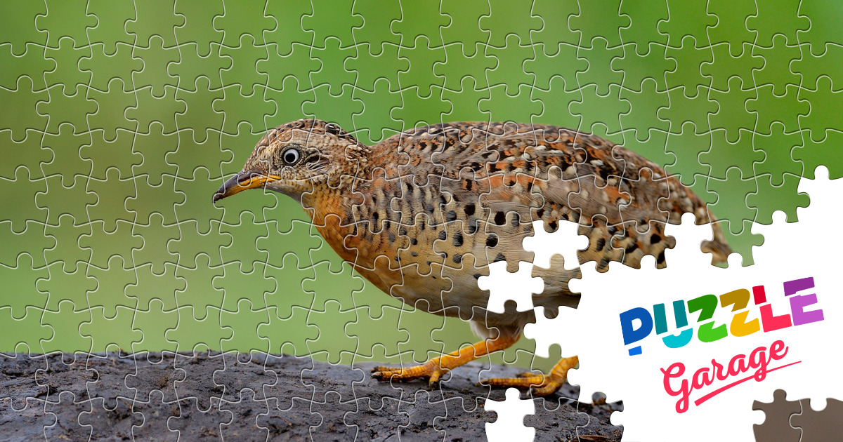 Quail Jigsaw Puzzle (Animals, Birds) | Puzzle Garage