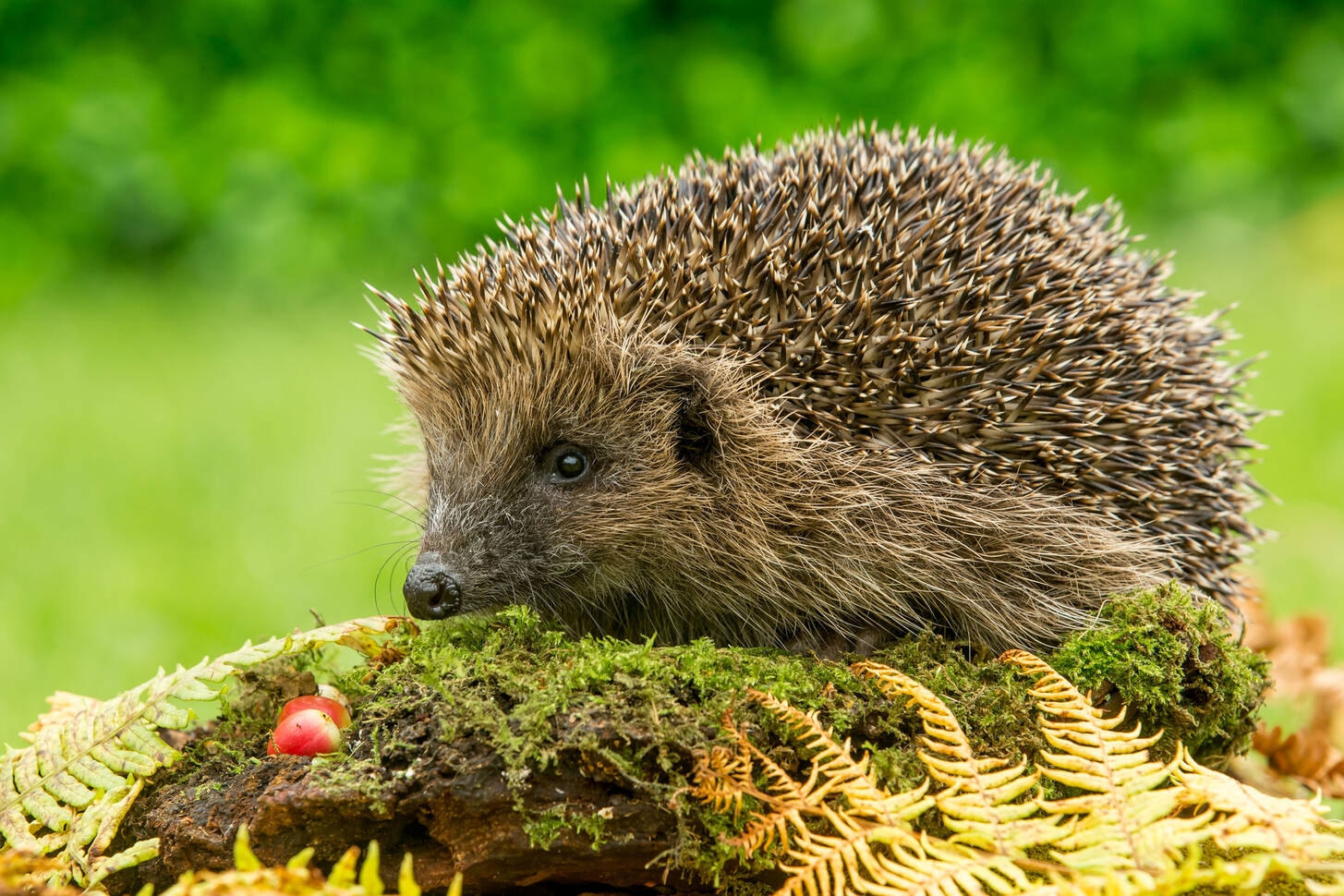 Wild hedgehog Jigsaw Puzzle (Animals, Mammals) | Puzzle Garage