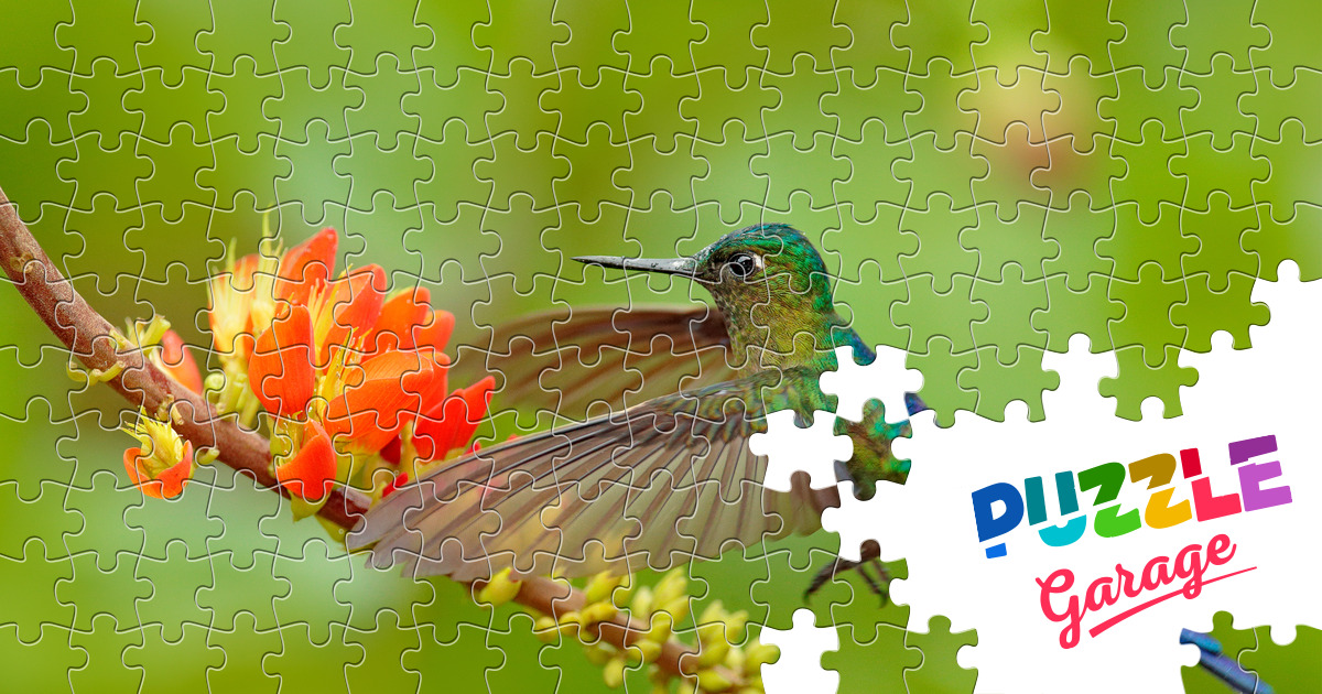 Hummingbird over a flower Jigsaw Puzzle (Animals, Birds) | Puzzle Garage
