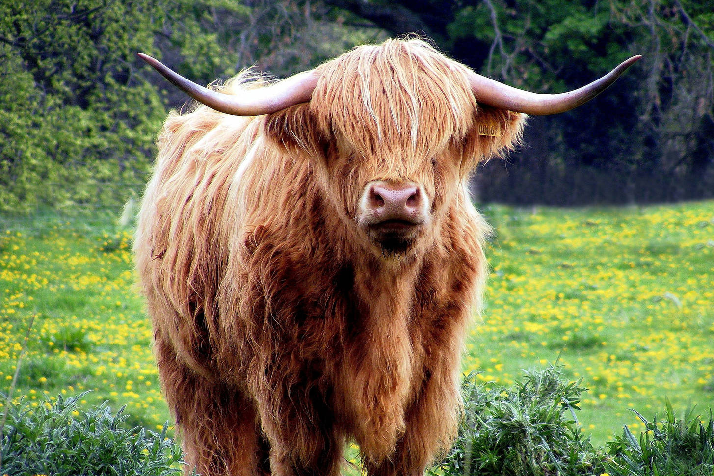 Wild yak Jigsaw Puzzle (Animals, Mammals) | Puzzle Garage