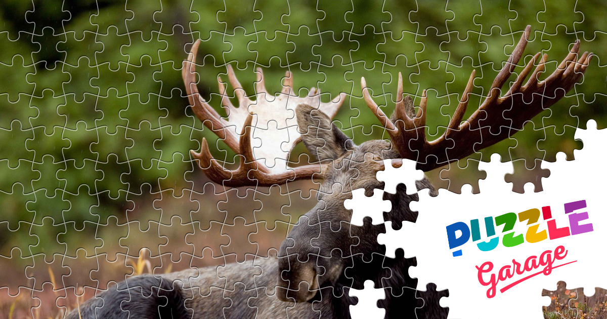 American Moose Jigsaw Puzzle (Animals, Mammals) | Puzzle Garage