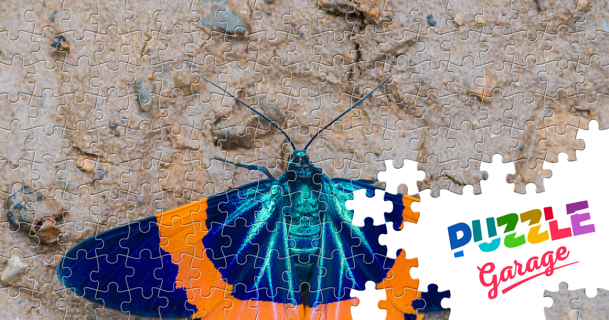 Orange-blue moth Jigsaw Puzzle (Animals, Insects) | Puzzle Garage