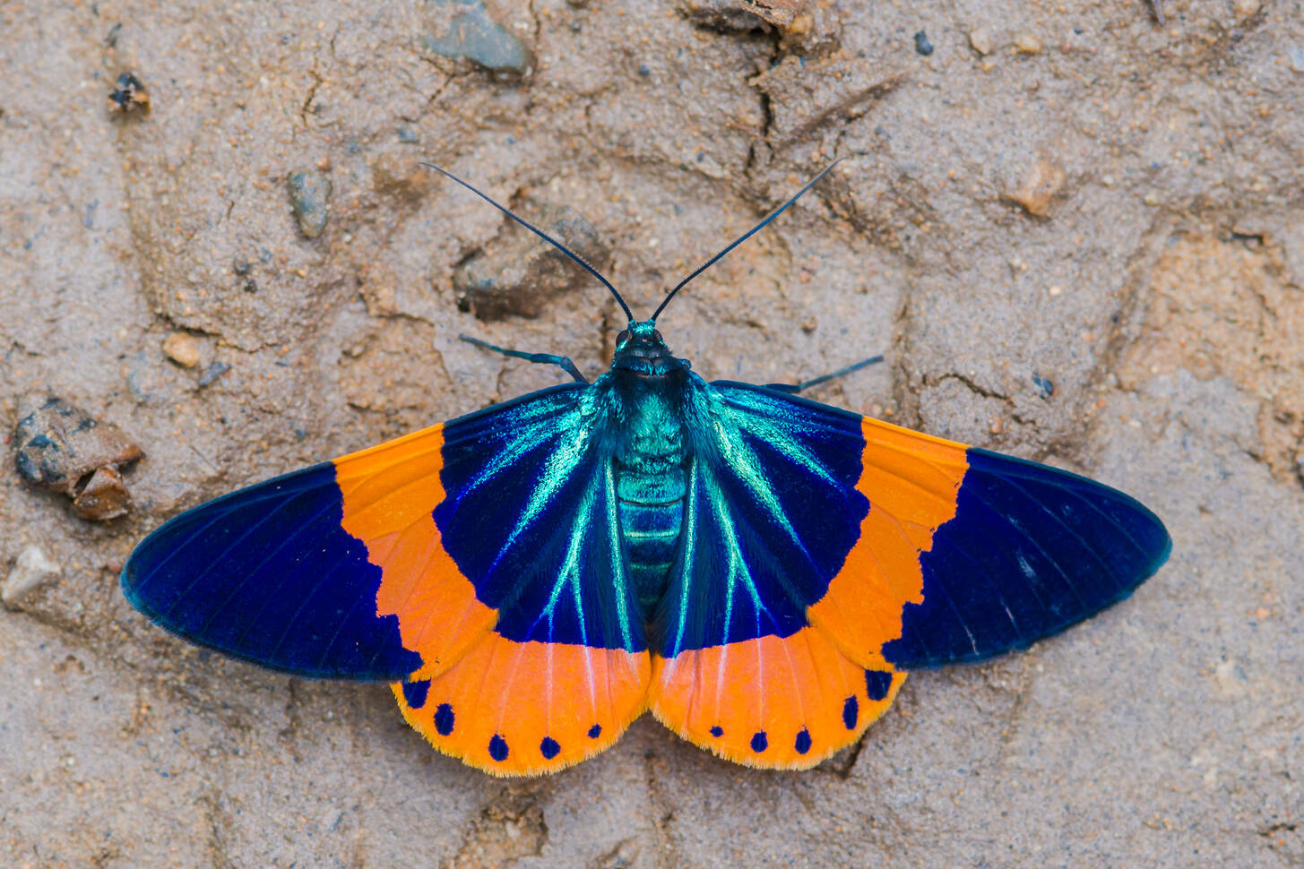 Orange-blue moth Jigsaw Puzzle (Animals, Insects) | Puzzle Garage