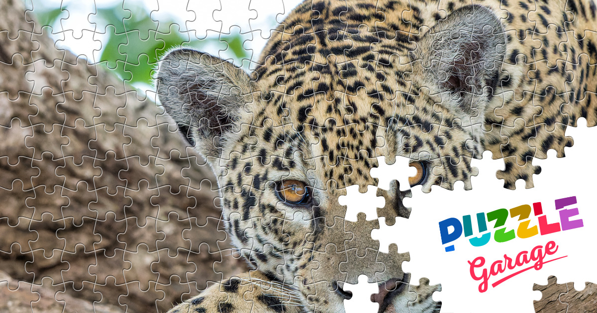 Jaguar on logs Jigsaw Puzzle (Animals, Mammals) | Puzzle Garage
