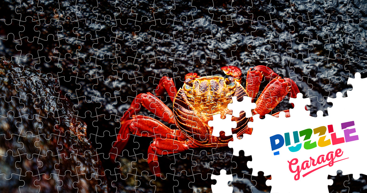 Crab on a black rock Jigsaw Puzzle (Animals, Marine life) | Puzzle Garage