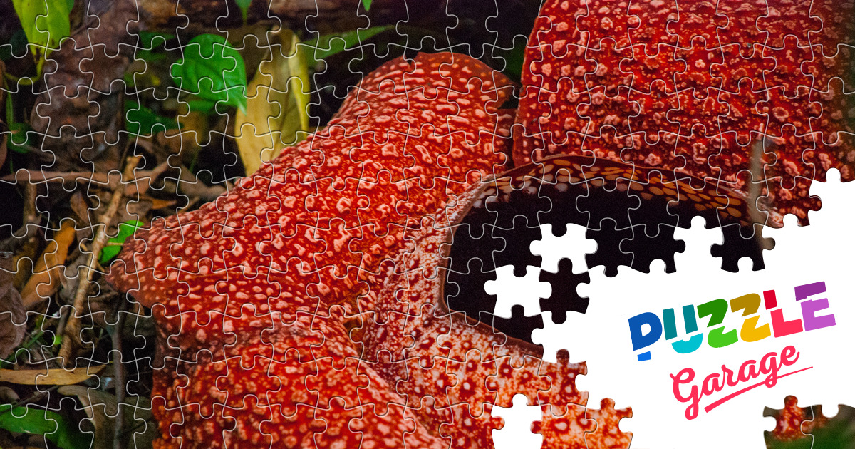 Rafflesia Jigsaw Puzzle (Plants, Flowers) | Puzzle Garage