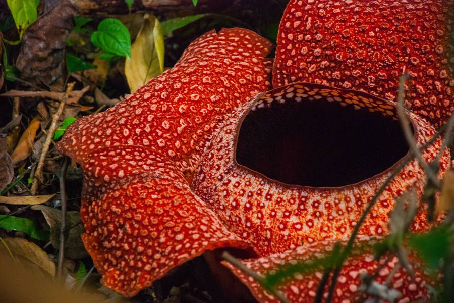 Flowers Jigsaw Puzzles | Puzzle Garage (Page: 10)