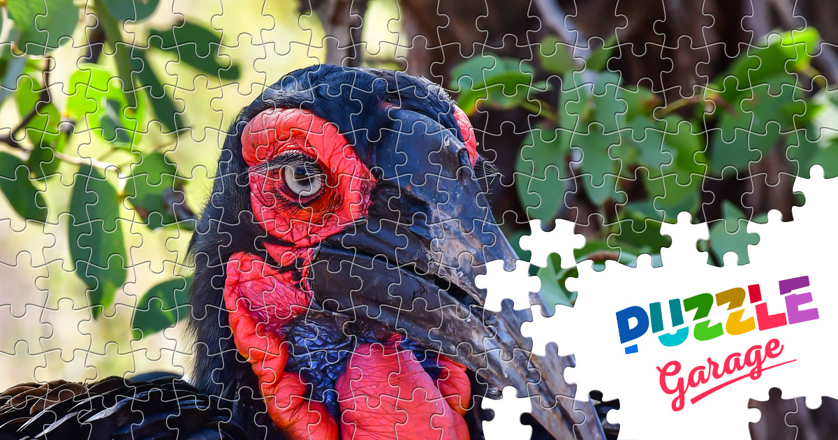 Horned raven Jigsaw Puzzle (Animals, Birds) | Puzzle Garage