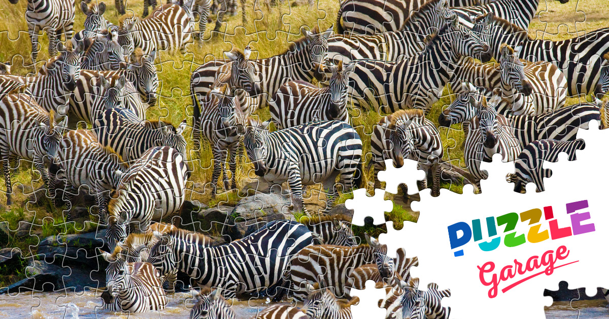 Zebras Jigsaw Puzzle (Animals, Mammals) | Puzzle Garage