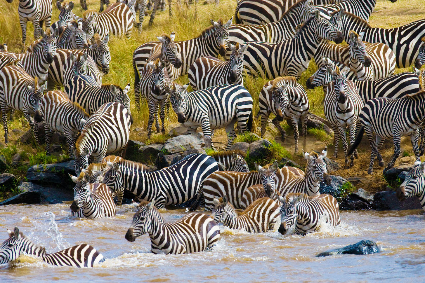 Zebras Jigsaw Puzzle (Animals, Mammals) | Puzzle Garage