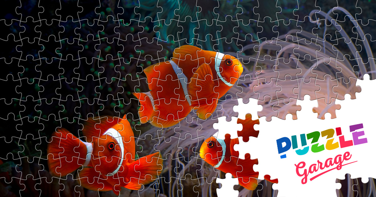 Clown fish on coral reefs Jigsaw Puzzle (Animals, Marine life) | Puzzle ...