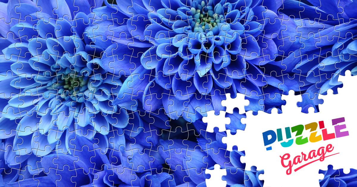 Blue chrysanthemums Jigsaw Puzzle (Plants, Flowers) | Puzzle Garage