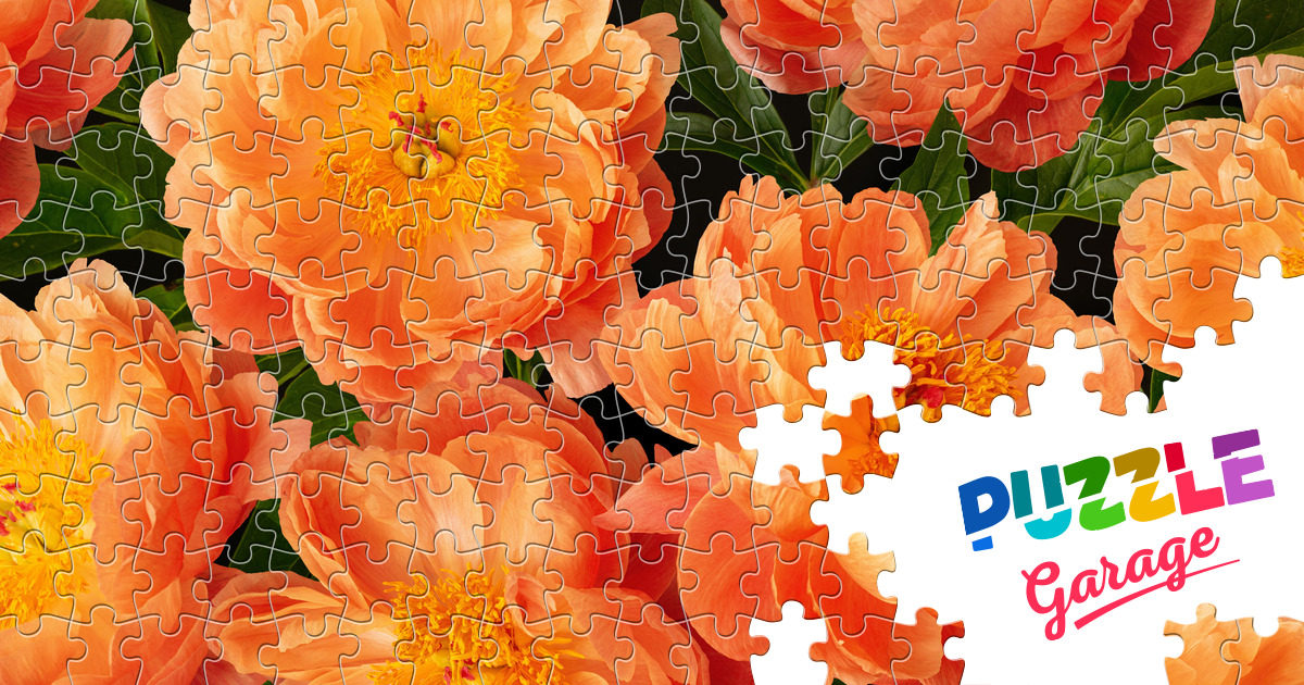 Peach peonies Jigsaw Puzzle (Plants, Flowers) | Puzzle Garage