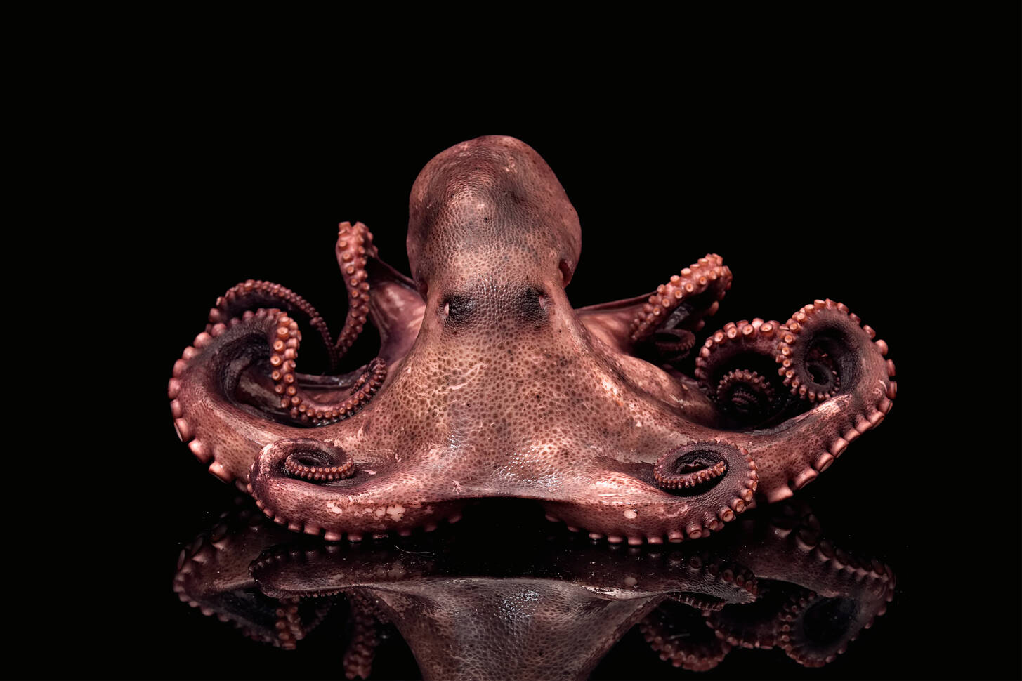 Octopus Jigsaw Puzzle (Animals, Marine life) | Puzzle Garage