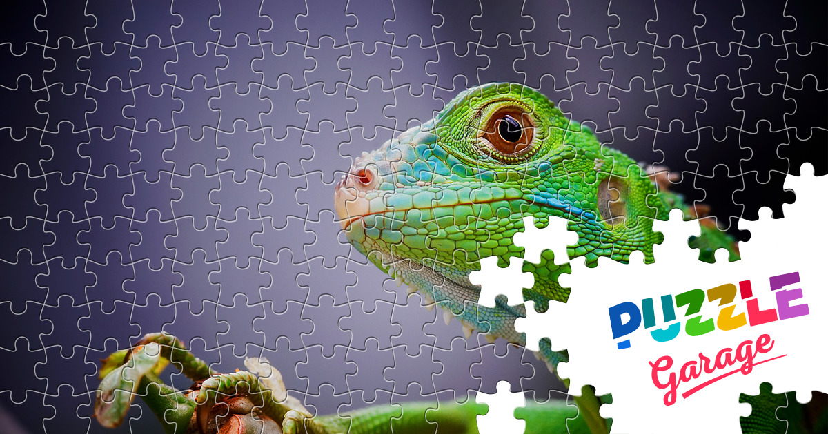 Baby green iguana Jigsaw Puzzle (Animals, Reptiles) | Puzzle Garage