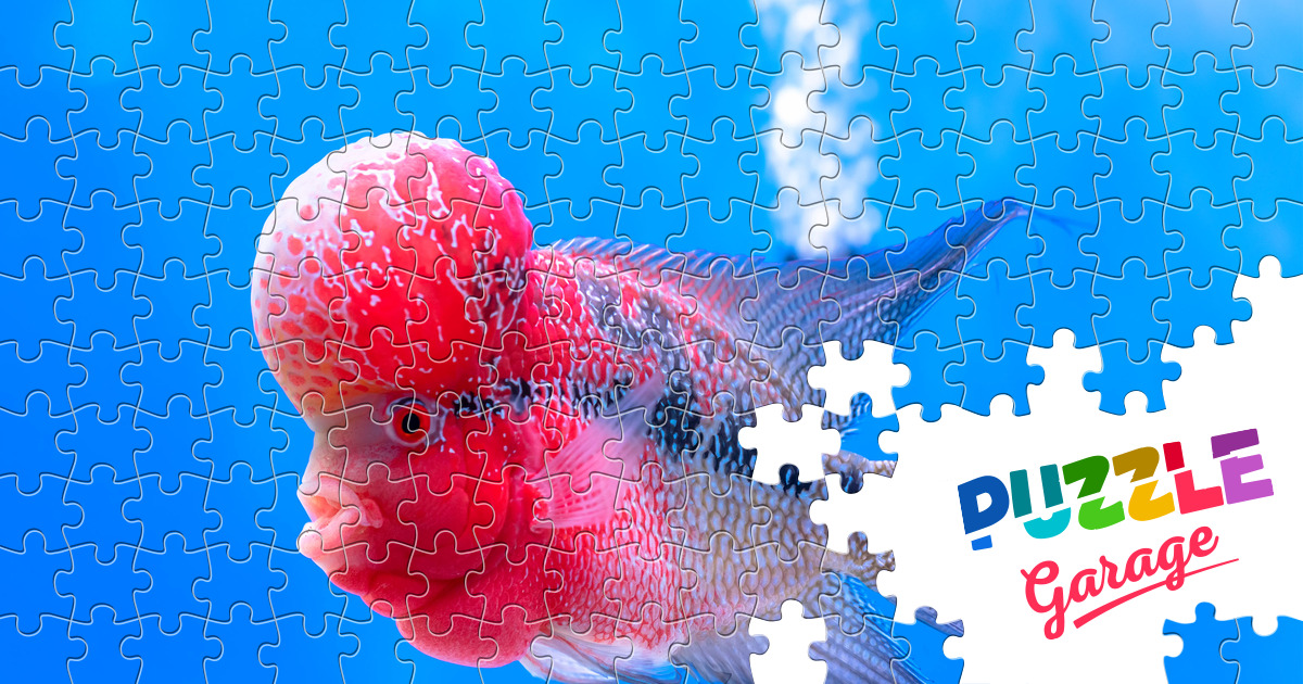 Pink fish Jigsaw Puzzle (Animals, Marine life) | Puzzle Garage