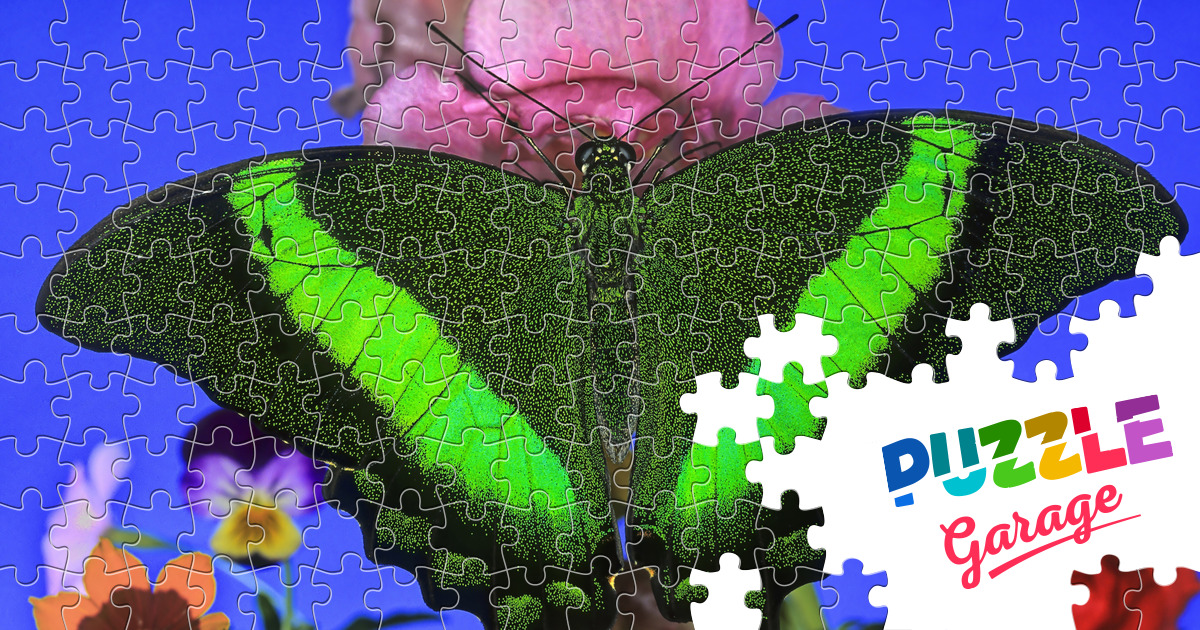 Emerald butterfly Jigsaw Puzzle (Animals, Insects) | Puzzle Garage