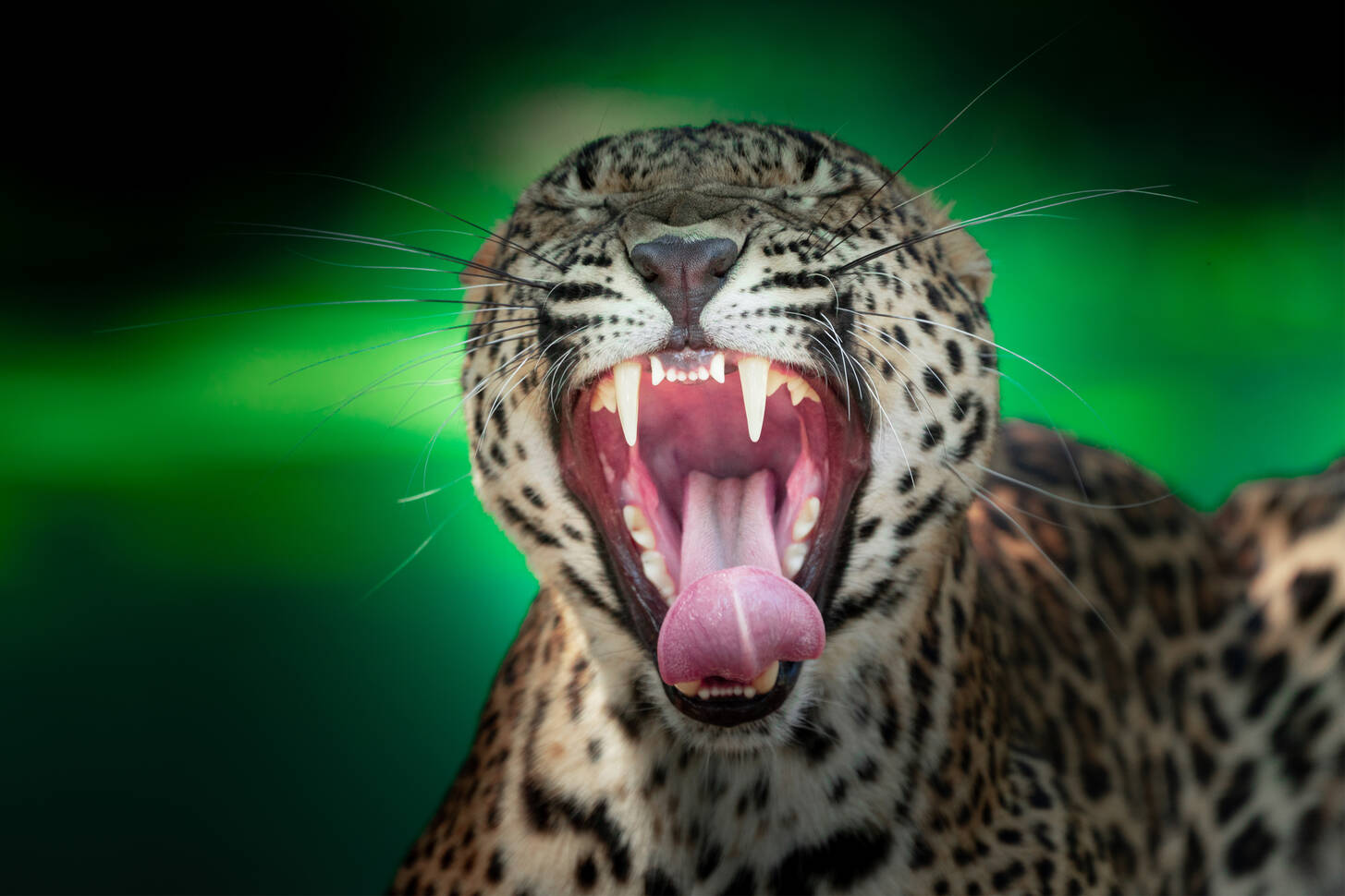 Yawning jaguar Jigsaw Puzzle (Animals, Mammals) | Puzzle Garage