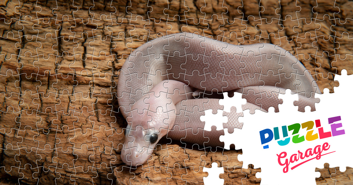 Newborn python Jigsaw Puzzle (Art, Sculpture) | Puzzle Garage