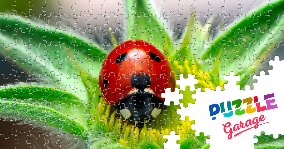 Ladybug on a yellow flower Jigsaw Puzzle (Other, Macro) | Puzzle Garage