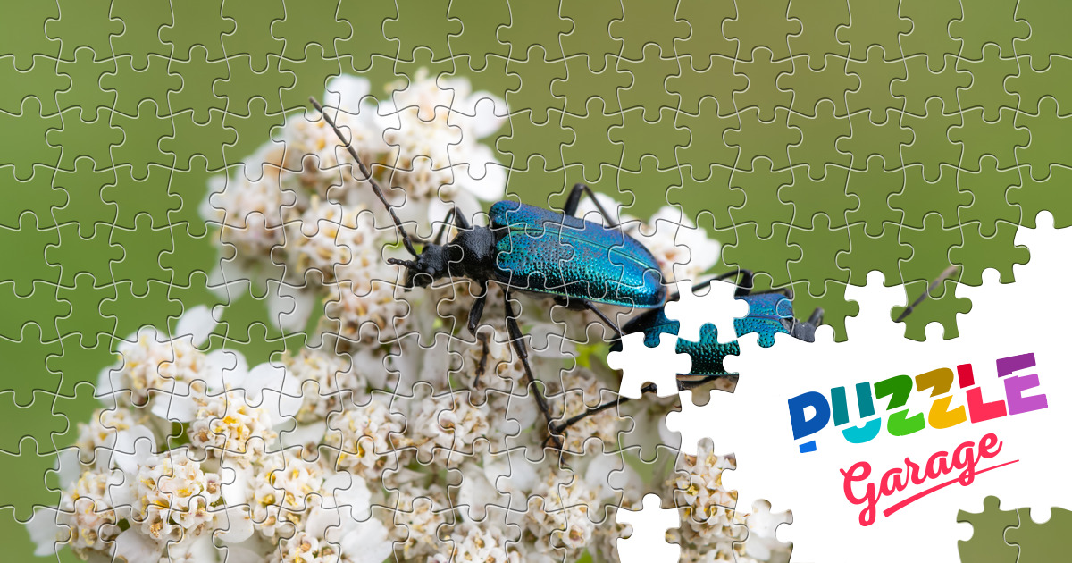 Bugs on a flower Jigsaw Puzzle (Animals, Insects) | Puzzle Garage
