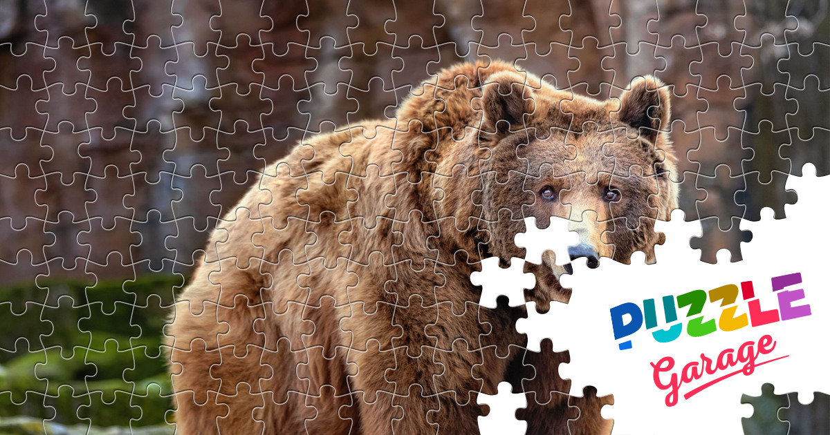 Big brown bear Jigsaw Puzzle (Animals, Mammals) | Puzzle Garage