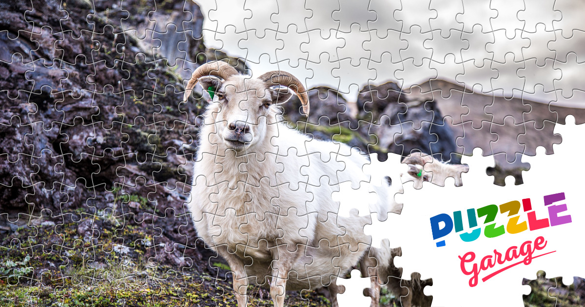 Icelandic sheep Jigsaw Puzzle (Animals, Pets) | Puzzle Garage