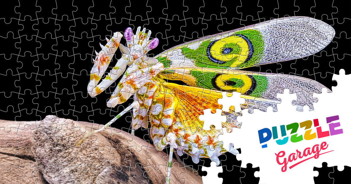 East african mantis Jigsaw Puzzle (Animals, Insects) | Puzzle Garage
