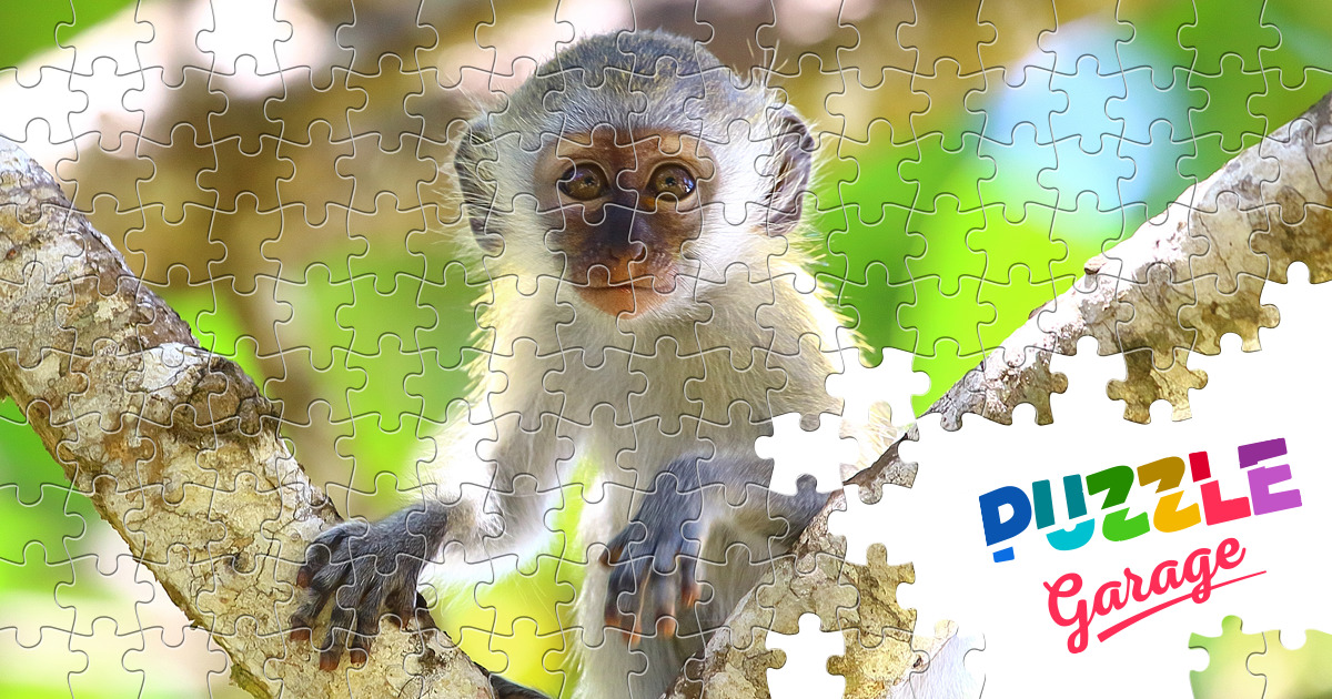 Monkey Jigsaw Puzzle (Animals, Primates) | Puzzle Garage