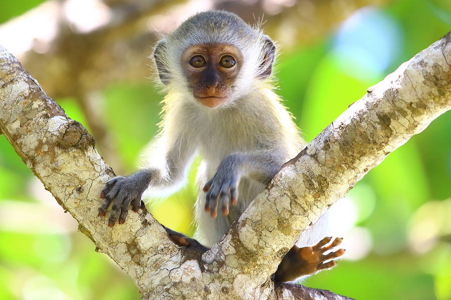 Monkey Jigsaw Puzzle (Animals, Primates) | Puzzle Garage