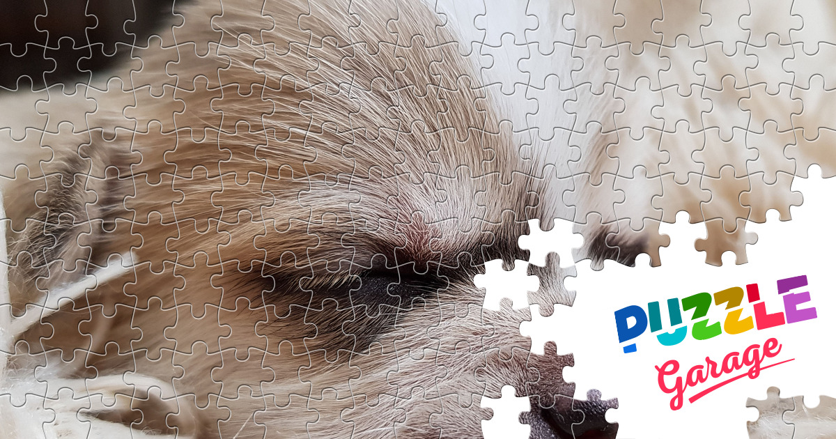 Puppy on a fluffy blanket Jigsaw Puzzle (Animals, Pets) | Puzzle Garage