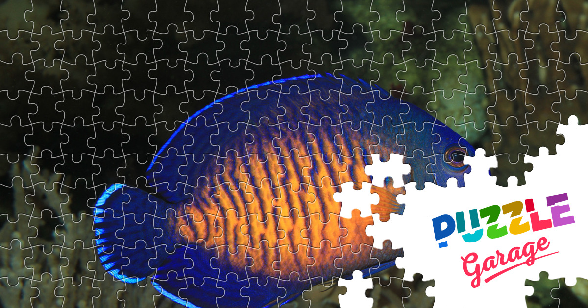 Two-spined angelfish Jigsaw Puzzle (Animals, Marine life) | Puzzle Garage