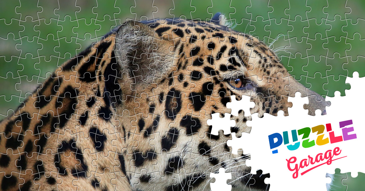 Jaguar portrait Jigsaw Puzzle (Animals, Mammals) | Puzzle Garage