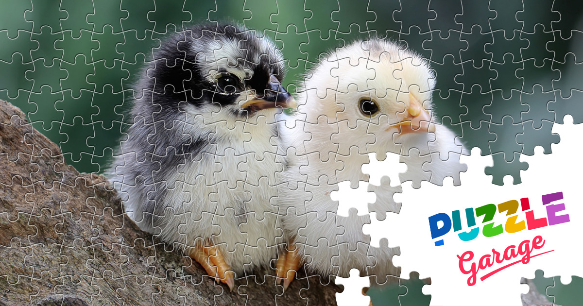 Two chickens Jigsaw Puzzle (Animals, Birds) | Puzzle Garage
