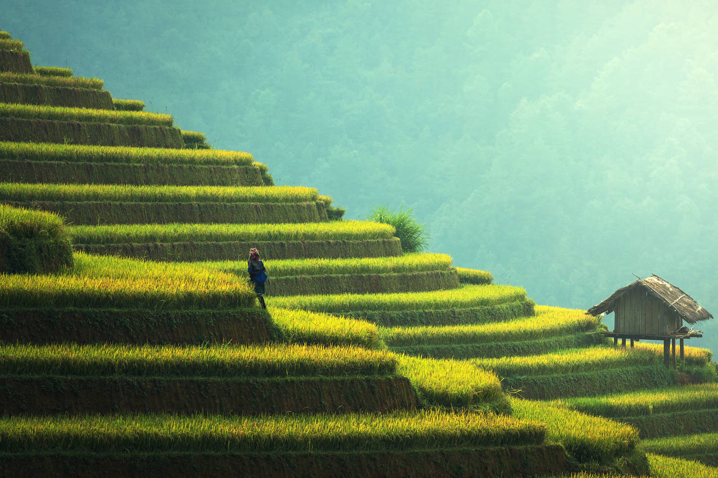 Rice plantation Jigsaw Puzzle (Countries, Thailand) | Puzzle Garage