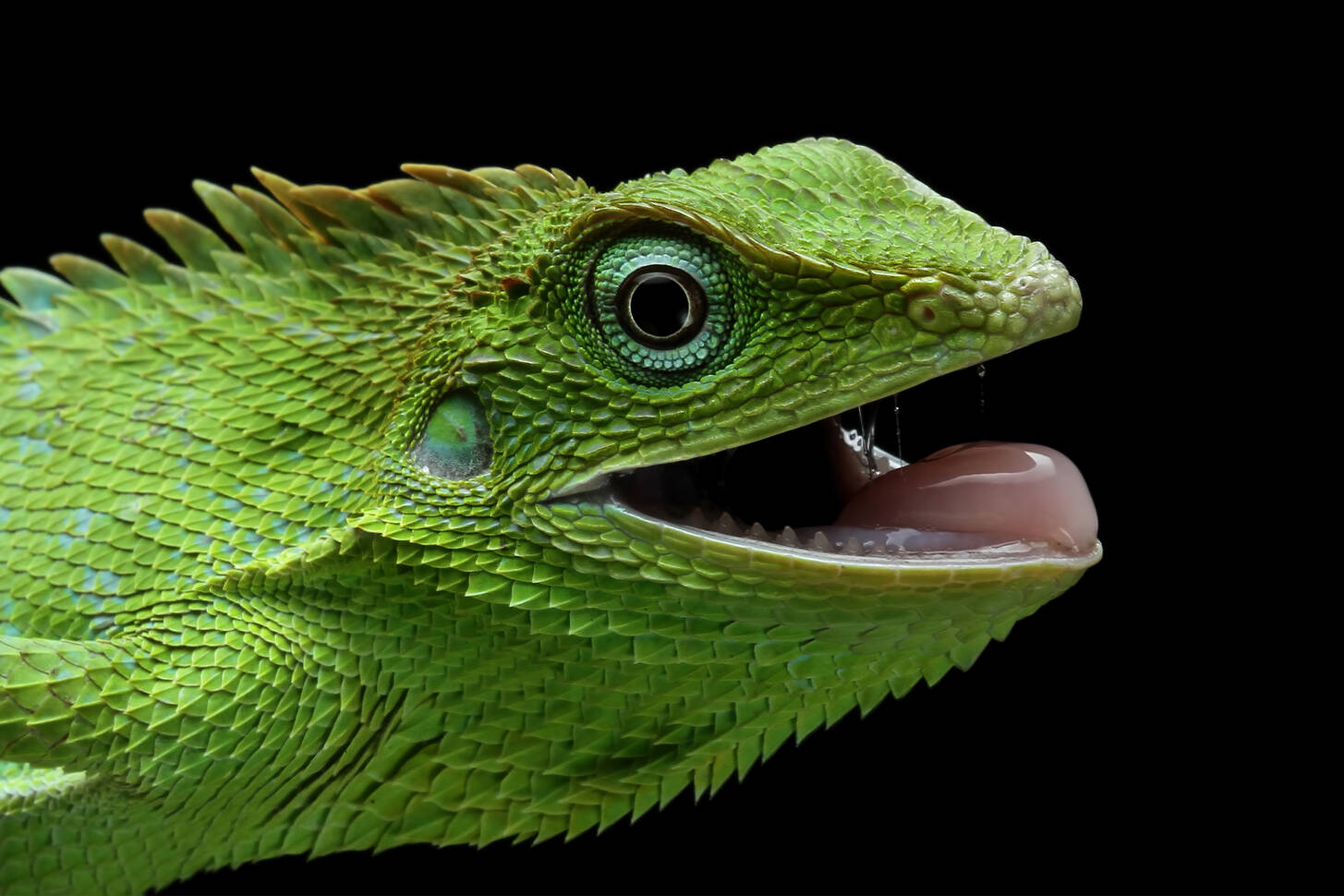 Green lizard Jigsaw Puzzle (Animals, Reptiles) | Puzzle Garage