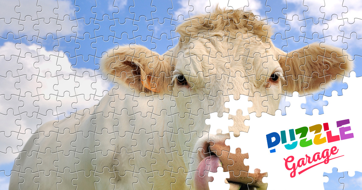 White cow Jigsaw Puzzle (Animals, Pets) | Puzzle Garage