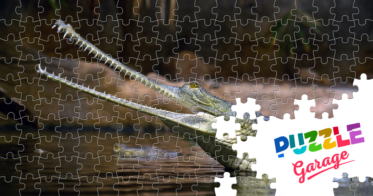 Gangetic gharial Jigsaw Puzzle (Animals, Reptiles) | Puzzle Garage