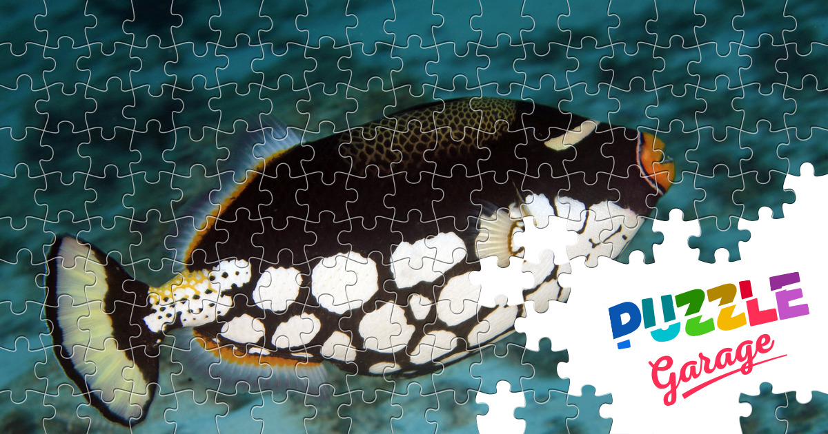 Leopard Triggerfish Jigsaw Puzzle (Animals, Marine life) | Puzzle Garage