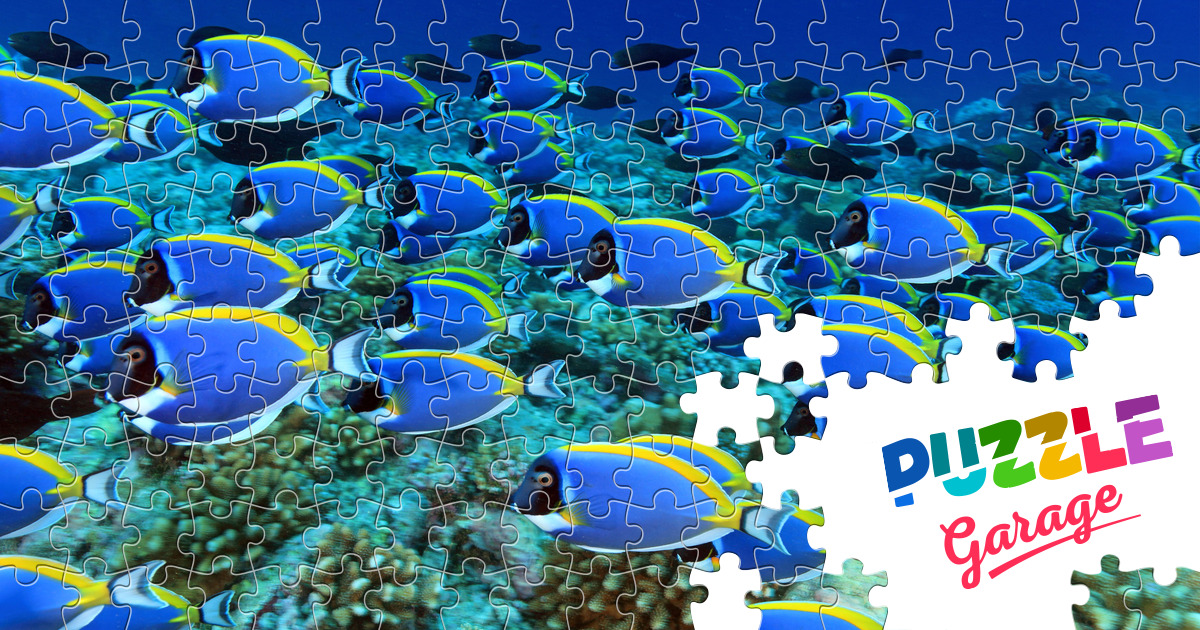 School of blue fish Jigsaw Puzzle (Animals, Marine life) | Puzzle Garage