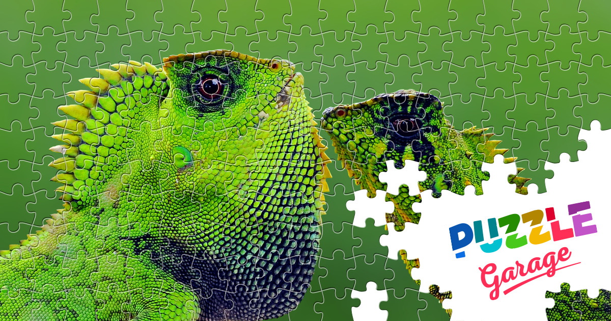 Ceylon agamas Jigsaw Puzzle (Animals, Reptiles) | Puzzle Garage