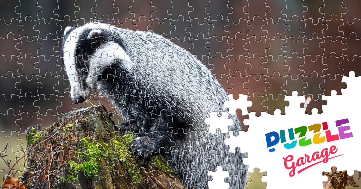 European badger Jigsaw Puzzle (Animals, Mammals) | Puzzle Garage