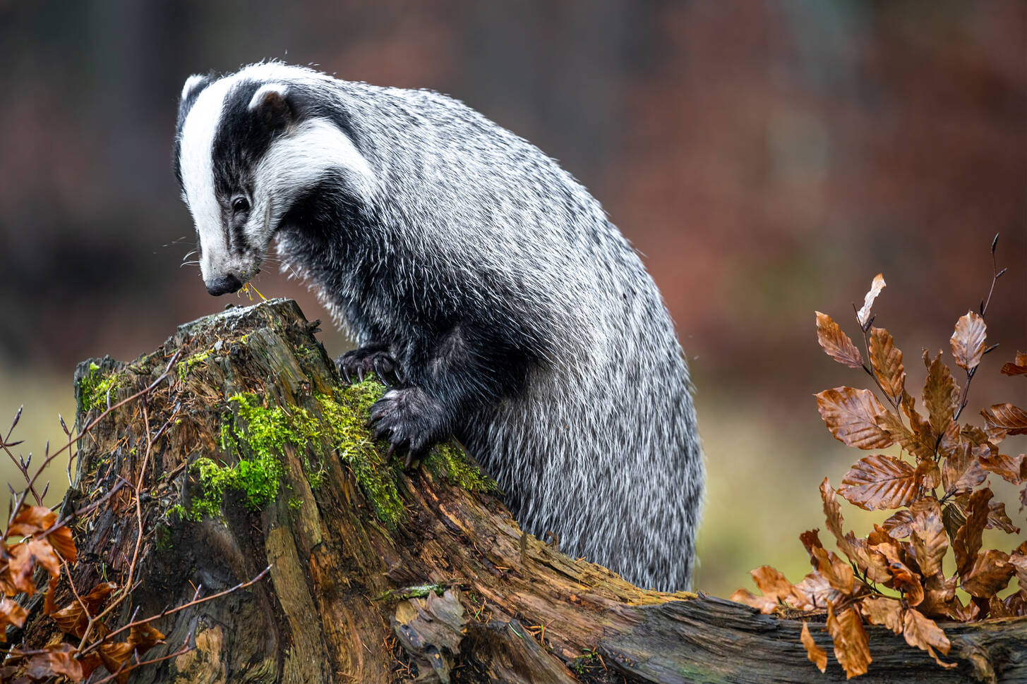 European badger Jigsaw Puzzle (Animals, Mammals) | Puzzle Garage