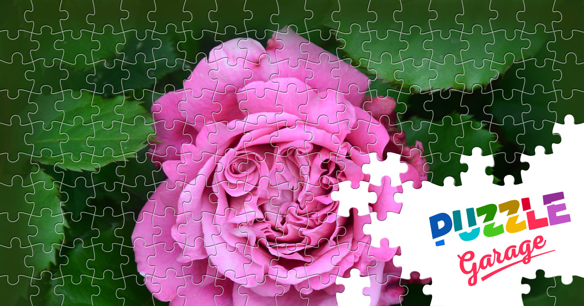 Rose Jigsaw Puzzle (Plants, Flowers) | Puzzle Garage