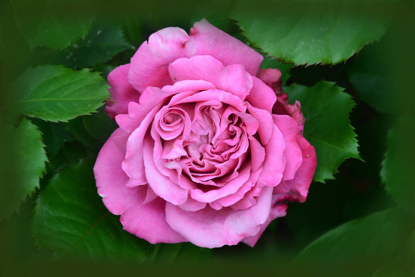 Rose Jigsaw Puzzle (Plants, Flowers) | Puzzle Garage