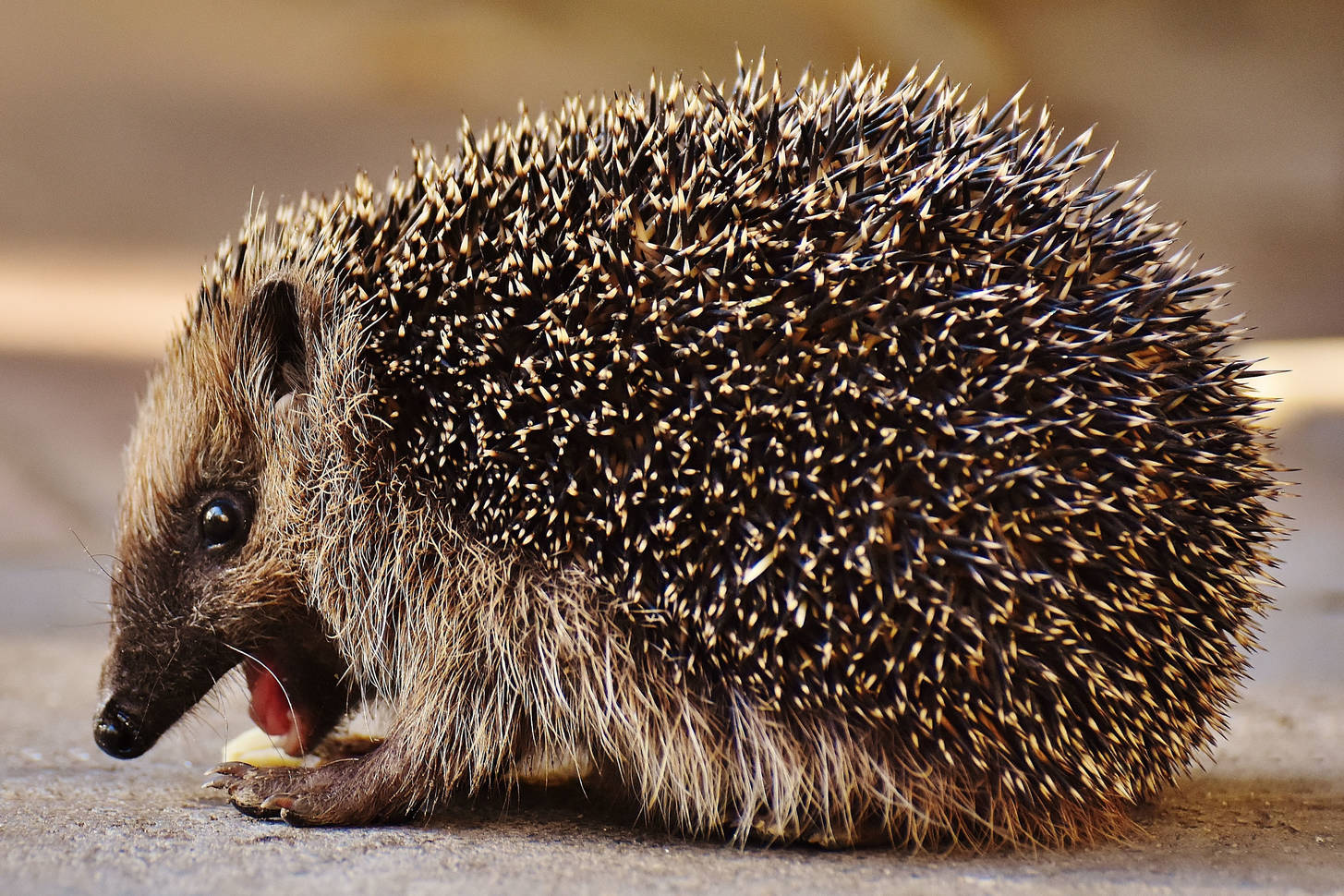 Baby hedgehog Jigsaw Puzzle (Animals, Mammals) | Puzzle Garage