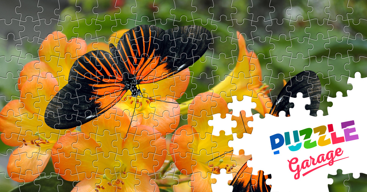 Fluturi în flori Puzzle-uri (Animale, Insecte) | Puzzle Garage