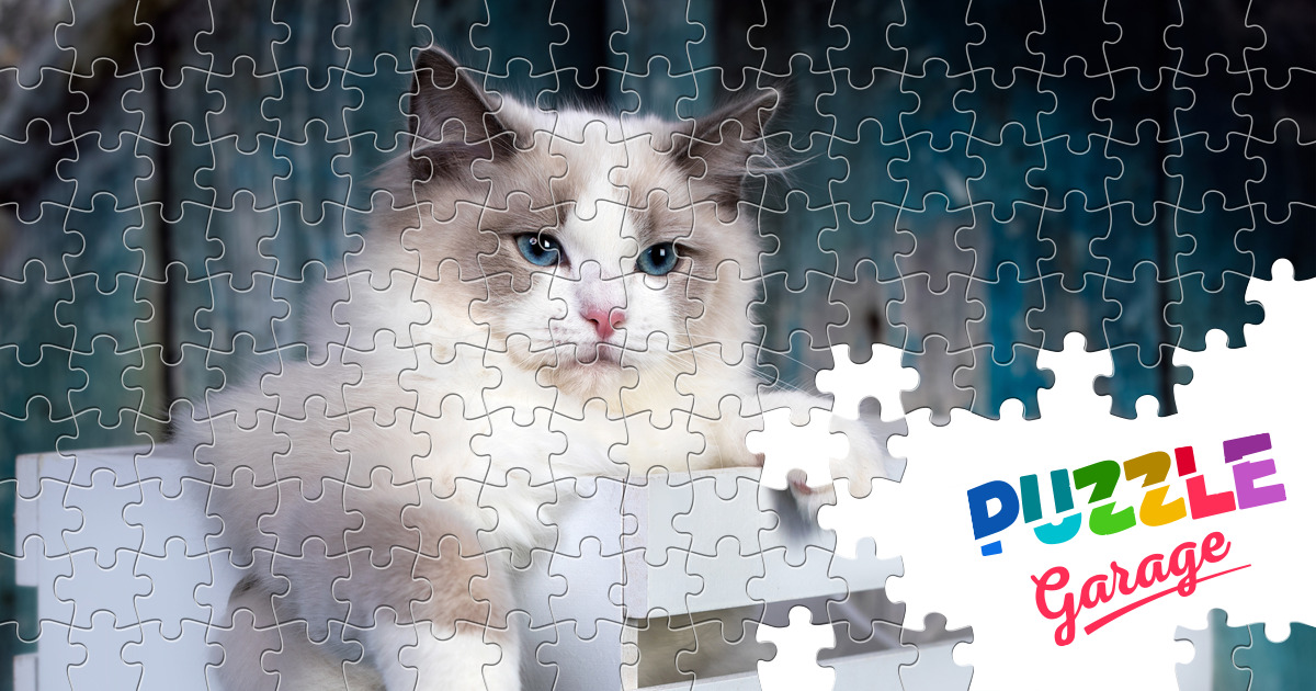 Cat in a box Jigsaw Puzzle (Animals, Pets) | Puzzle Garage